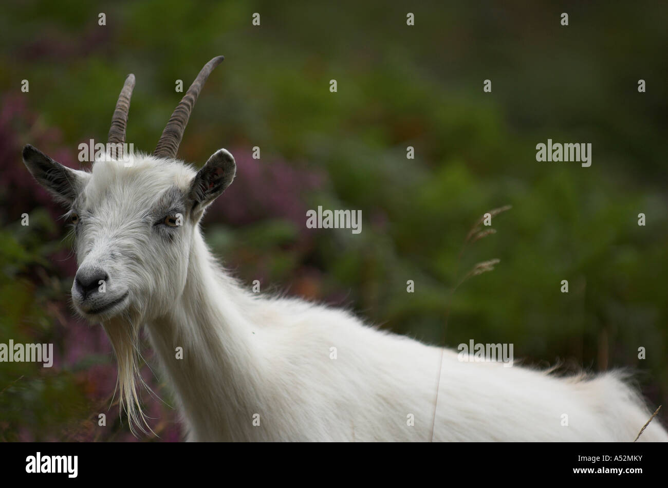 Feral goat (Capra hircus Stock Photo - Alamy