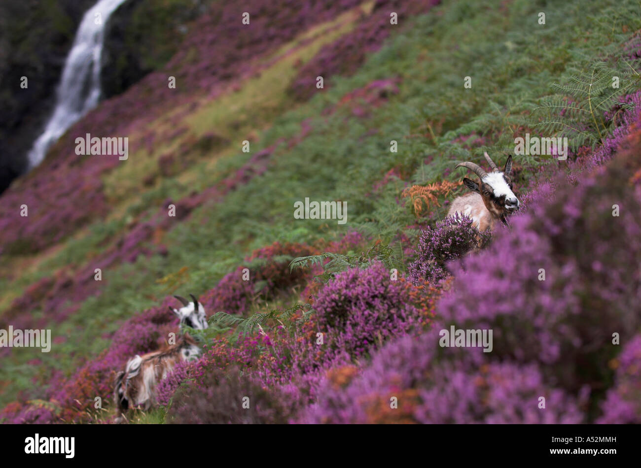 Feral goats (Capra hircus) on steep heather covered hill side with Grey ...