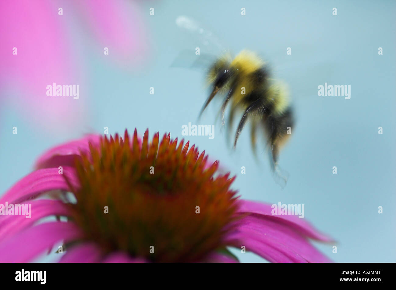 Bee taking off from flower hi-res stock photography and images - Alamy