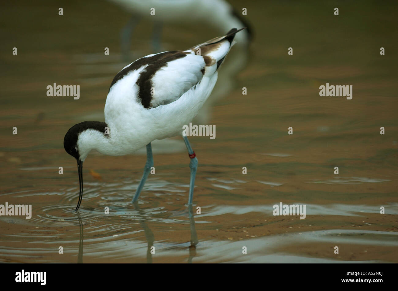 Avocet (Recurvirostra avosetta Stock Photo - Alamy
