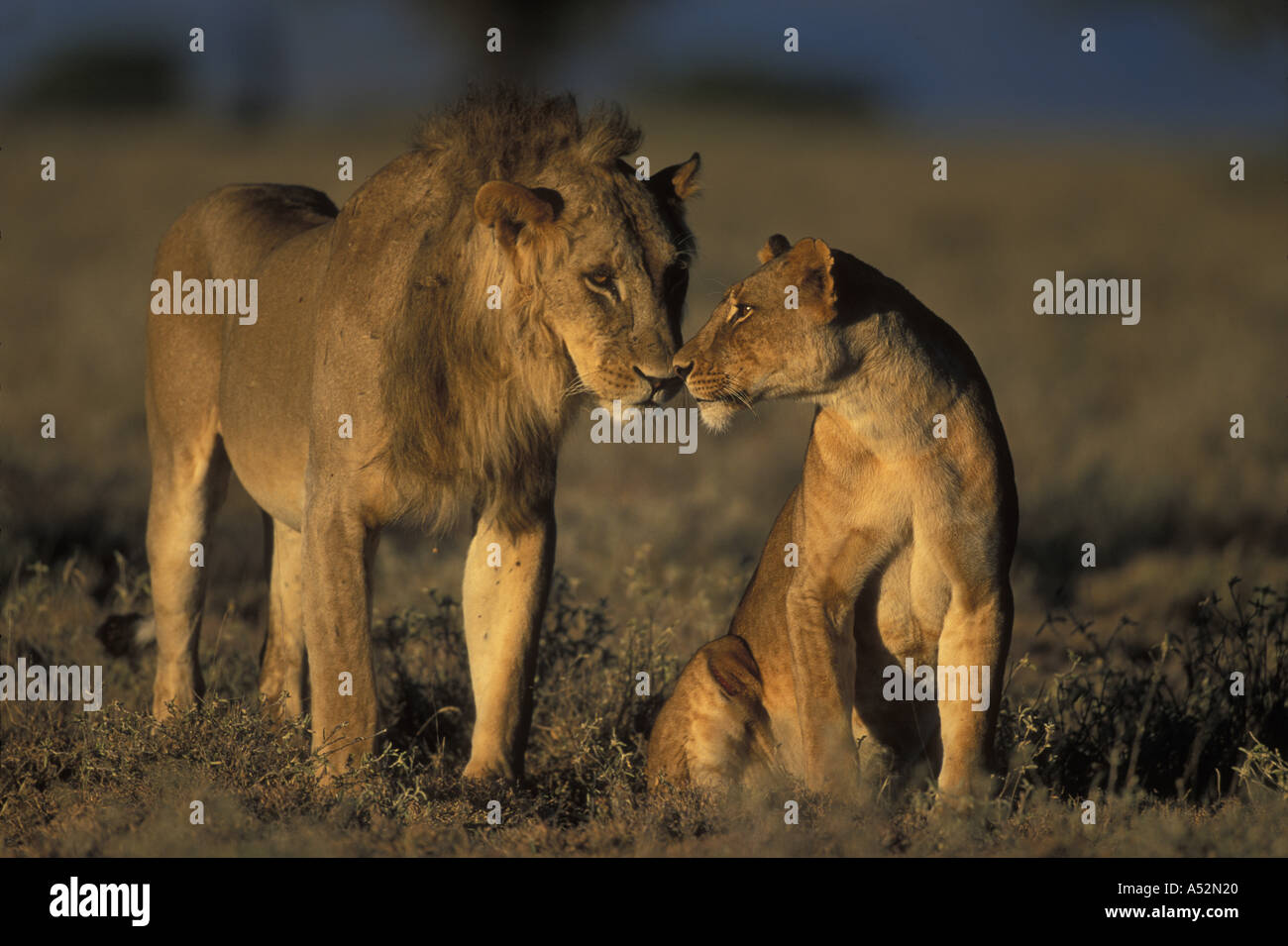 2 male lions mating hi-res stock photography and images - Alamy