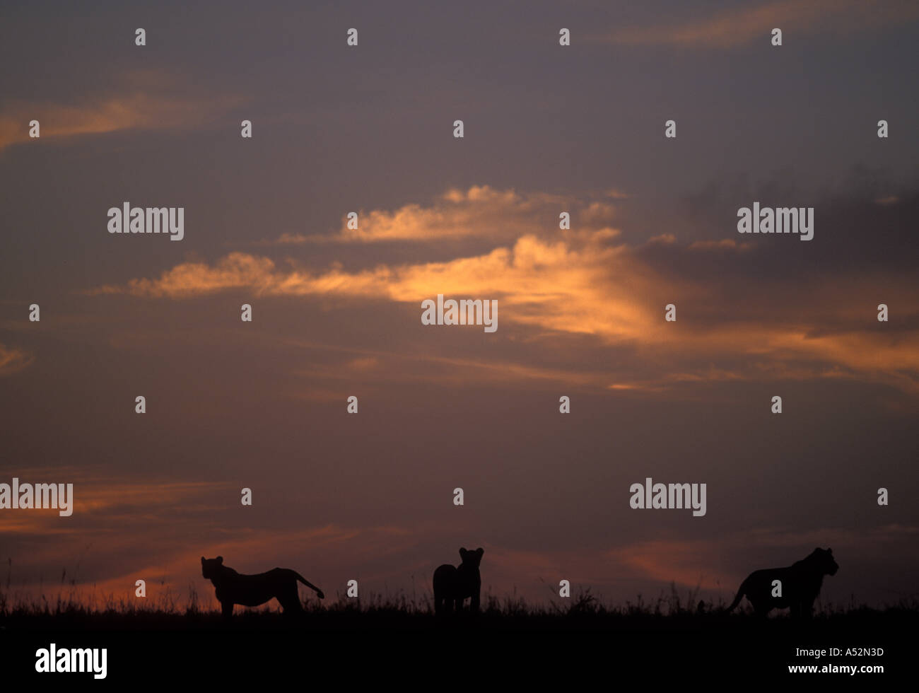 Africa Kenya Masai Mara Game Reserve Silhouette of Lion pride Panthera ...