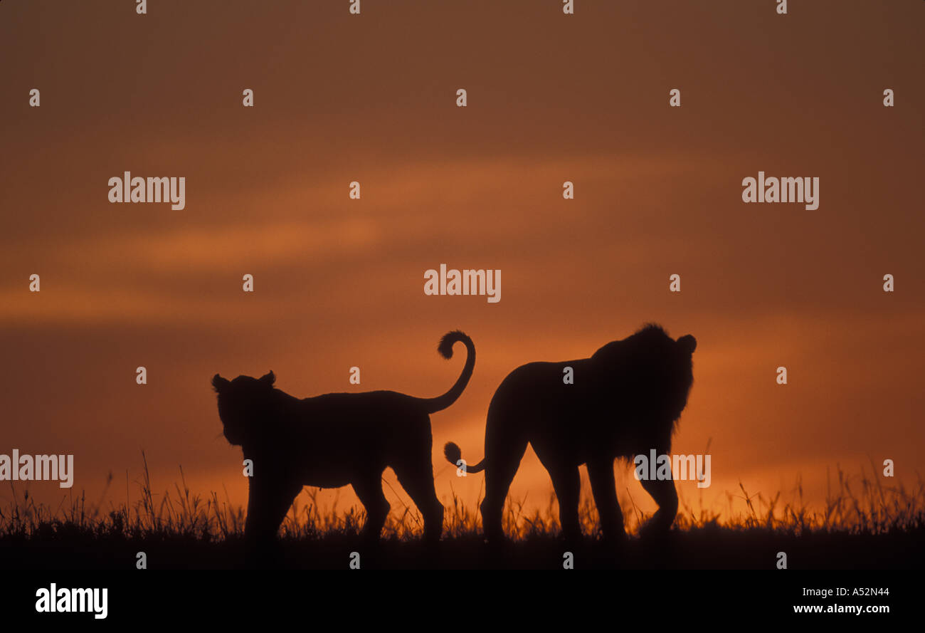 Africa Kenya Masai Mara Game Reserve Silhouette of Lion pride Panthera ...