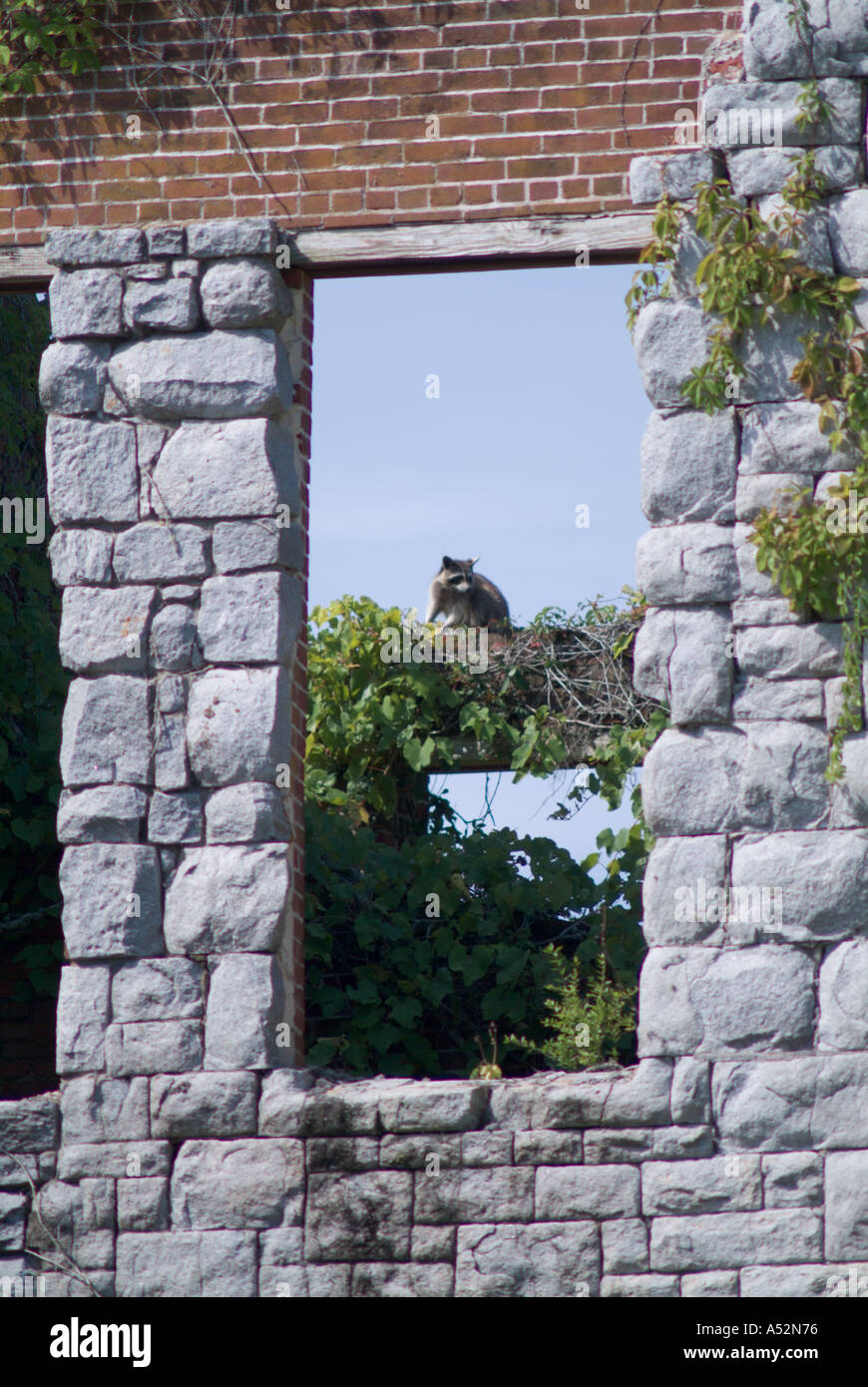 Cumberland Island Georgia GA Dungeness ruins Carnegie mansion window ...