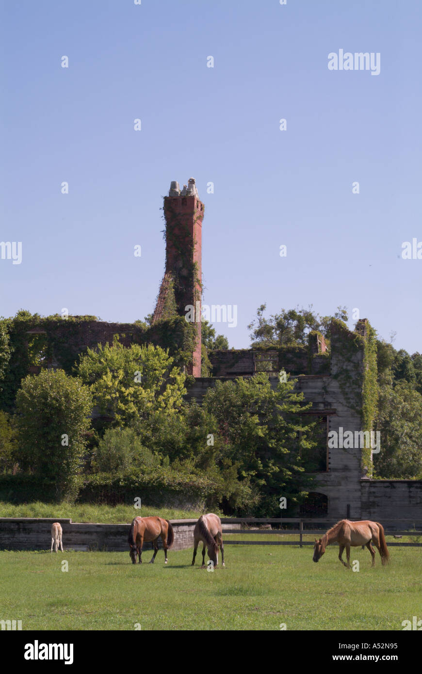 Cumberland Island Georgia GA Dungeness ruins Carnegie mansion wild ...