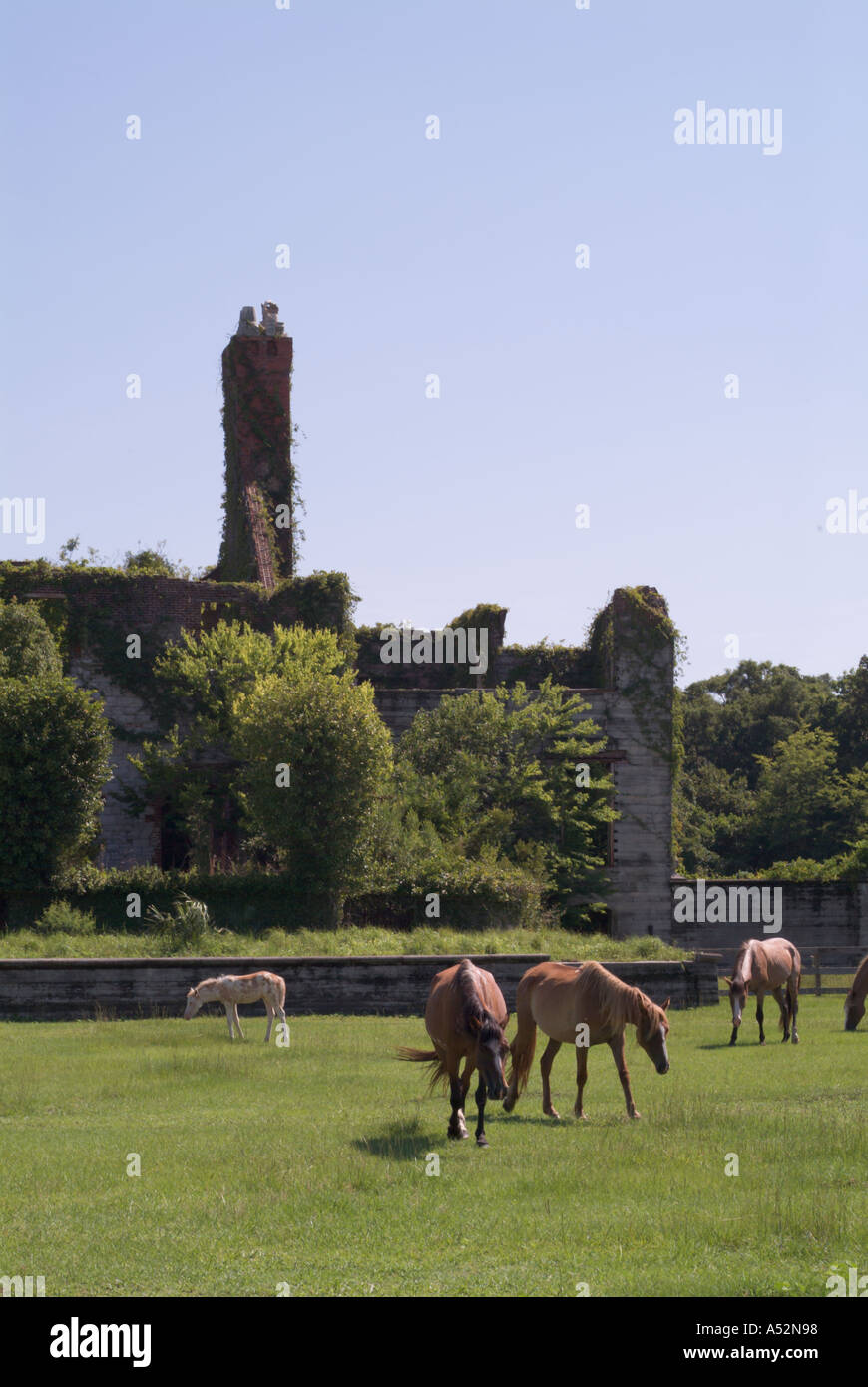 Cumberland Island Georgia GA Dungeness ruins Carnegie mansion wild ...