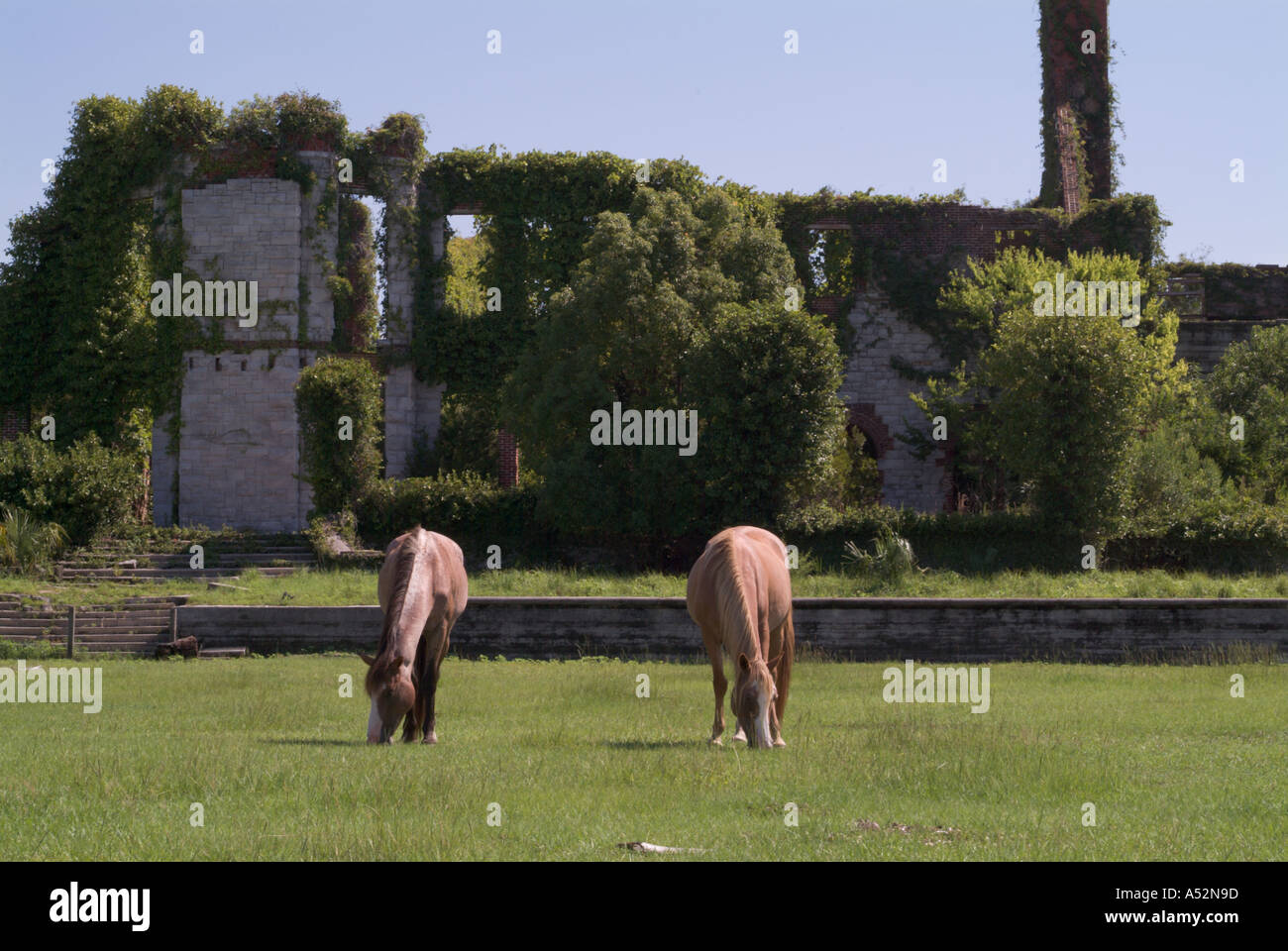 Cumberland Island Georgia GA Dungeness ruins Carnegie mansion wild ...