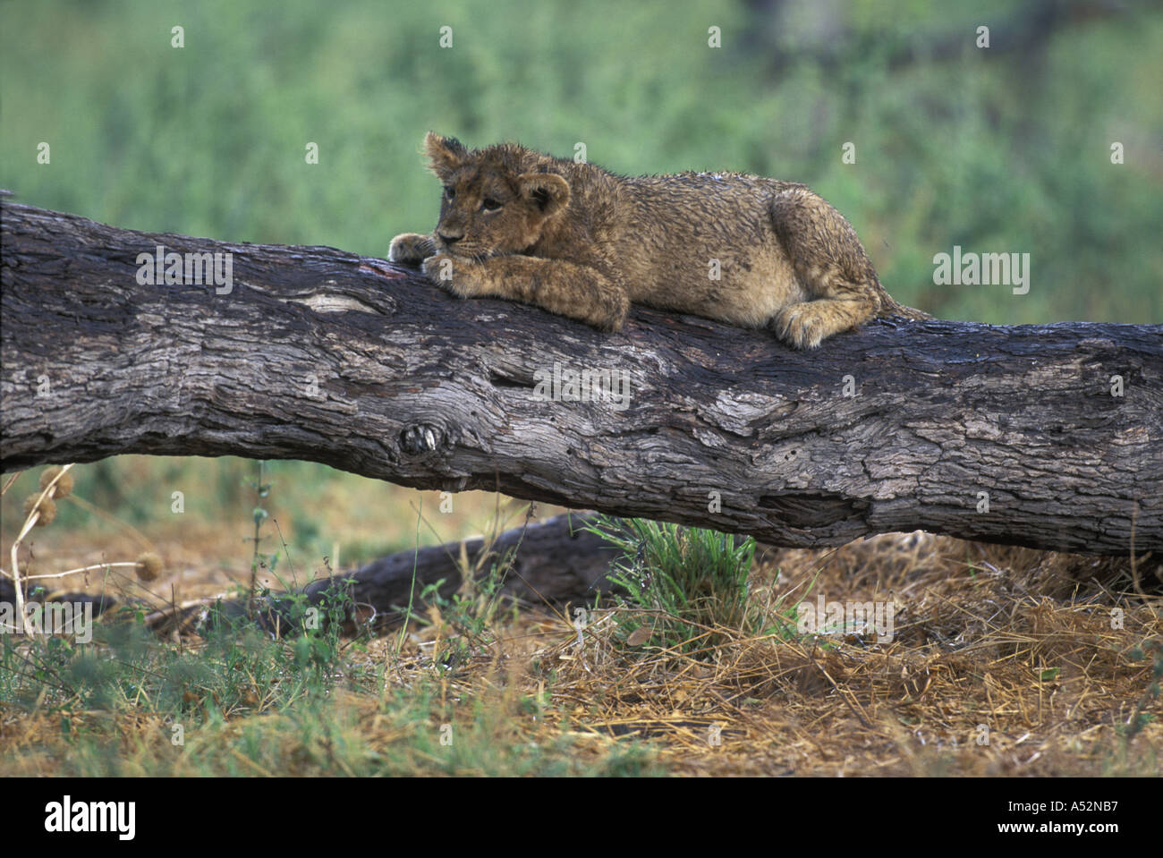 Sad lion cub hi-res stock photography and images - Alamy
