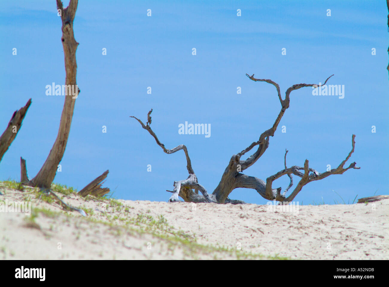 Cumberland Island National Seashore Georgia GA sand dunes dune fields ...