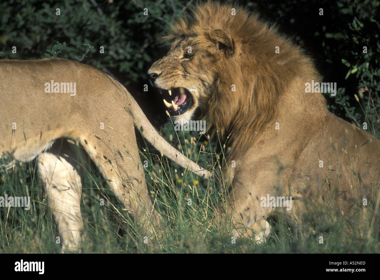 Lion panthera leo lioness biting hi-res stock photography and images ...