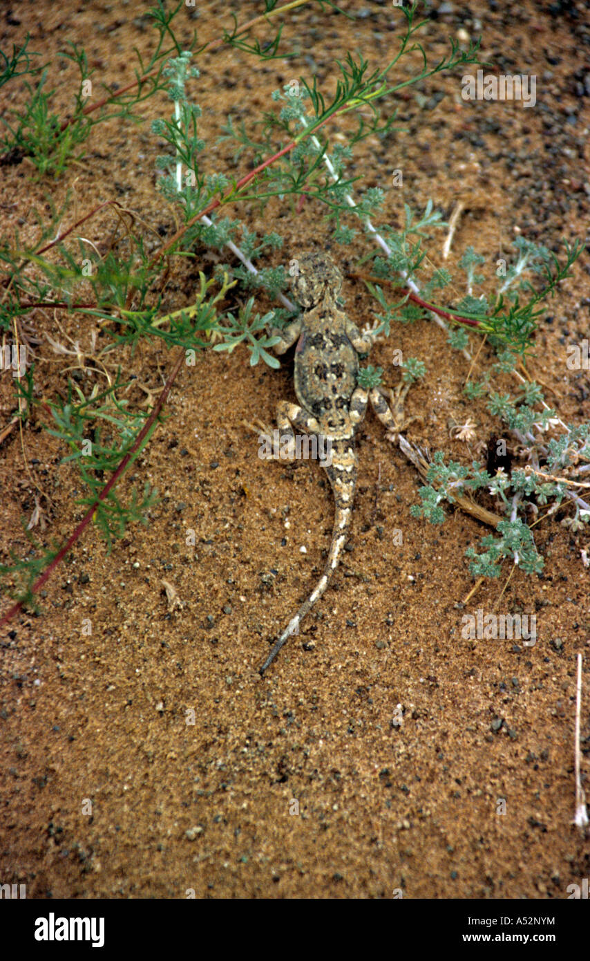 Mongolia Local Caption Eastern Mongolia Gobi Desert Shifting Sands with ...