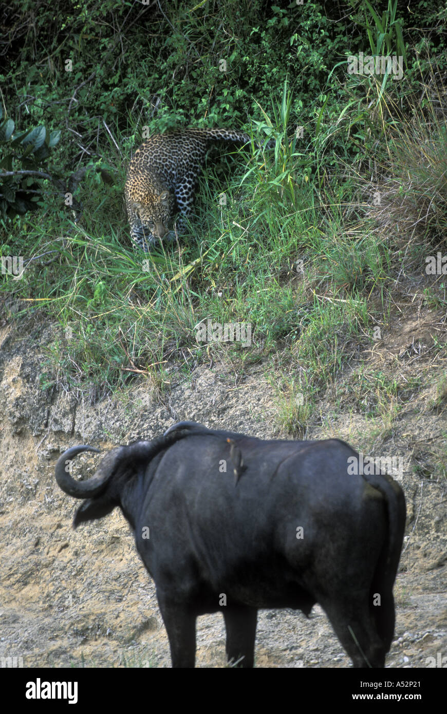 Adolescent leopard hi-res stock photography and images - Alamy