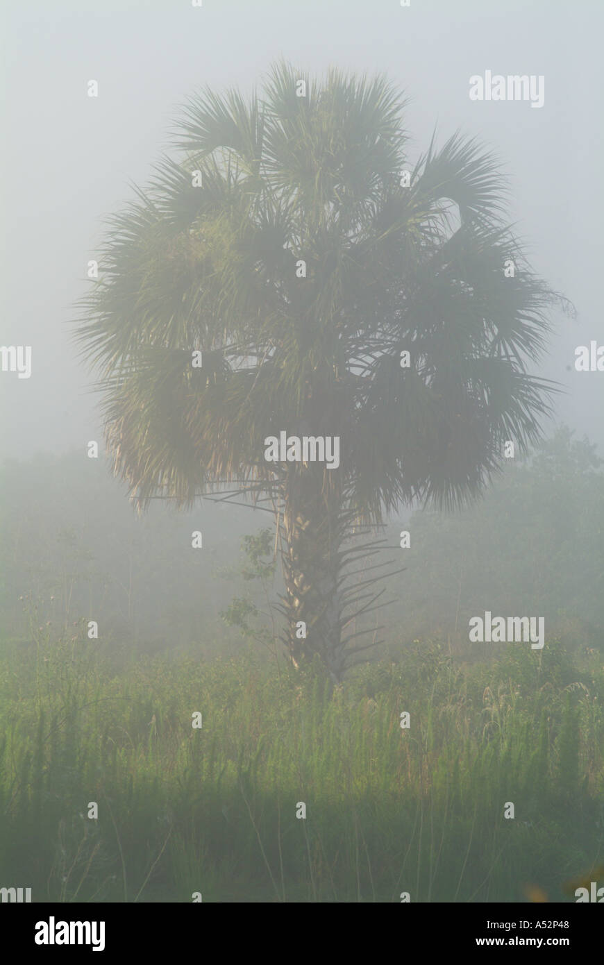 Cabbage palm swamp cabbage hi-res stock photography and images - Alamy