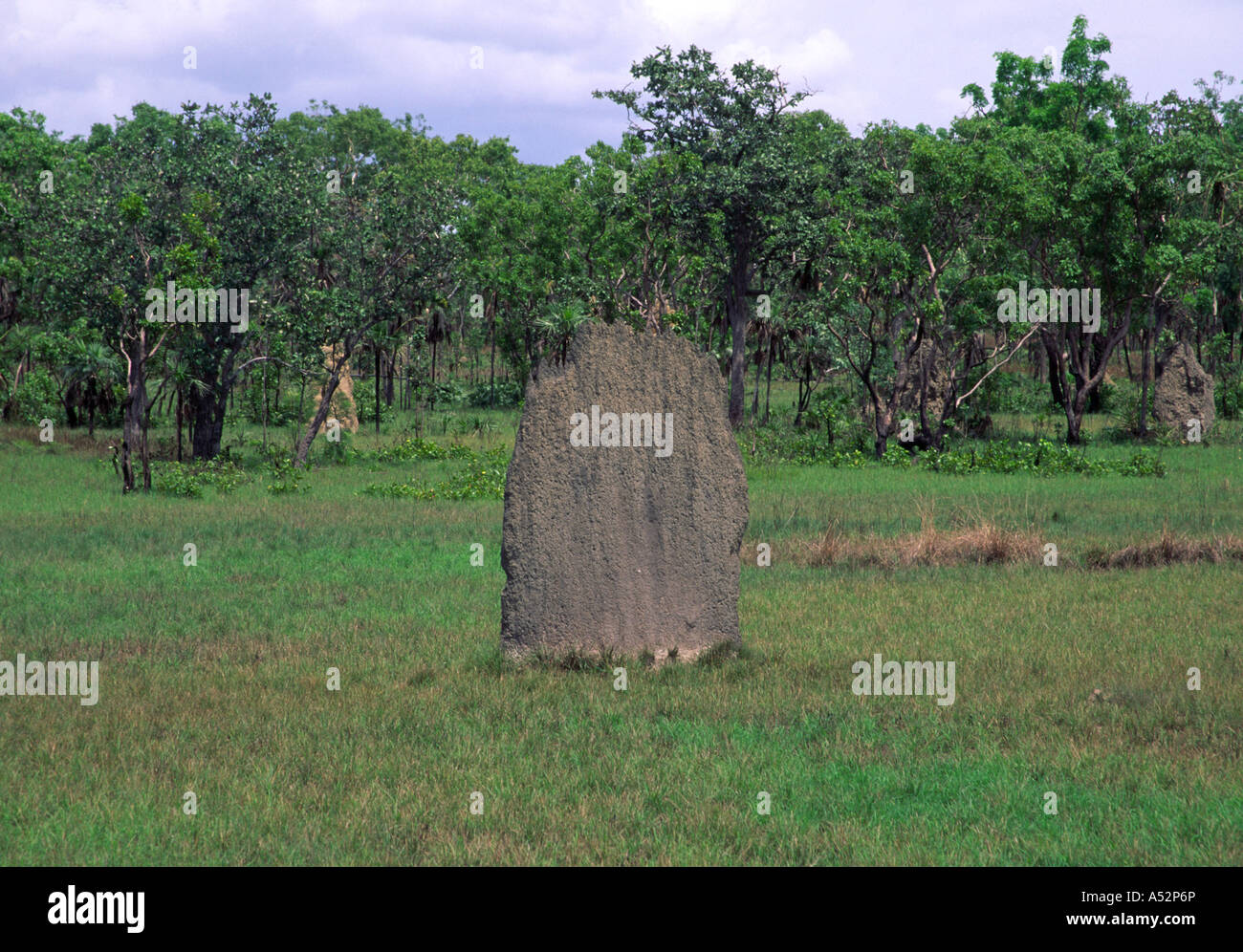Magnetic Termite Mounds, Lichfield, Australia II Stock Photo - Alamy
