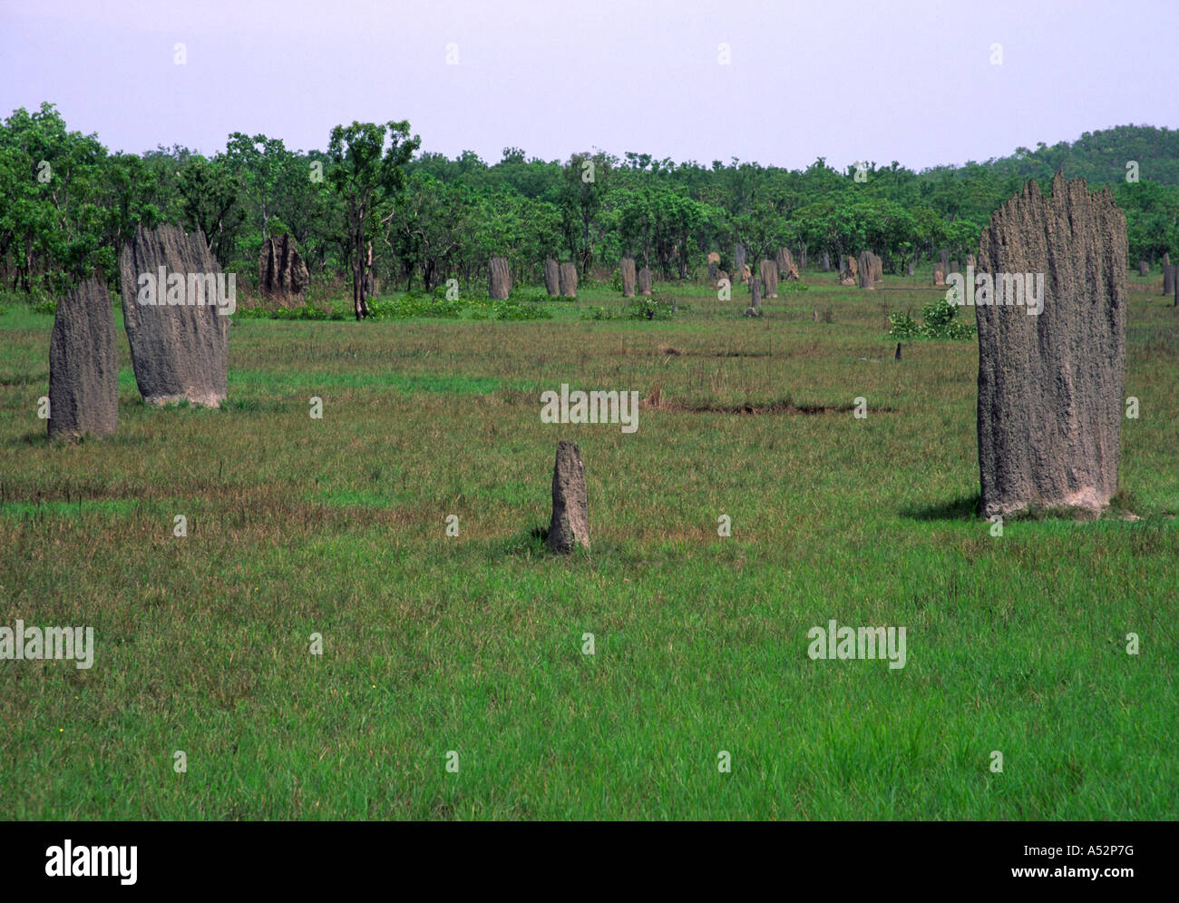 Magnetic Termite Mounds, Lichfield, Australia Stock Photo - Alamy