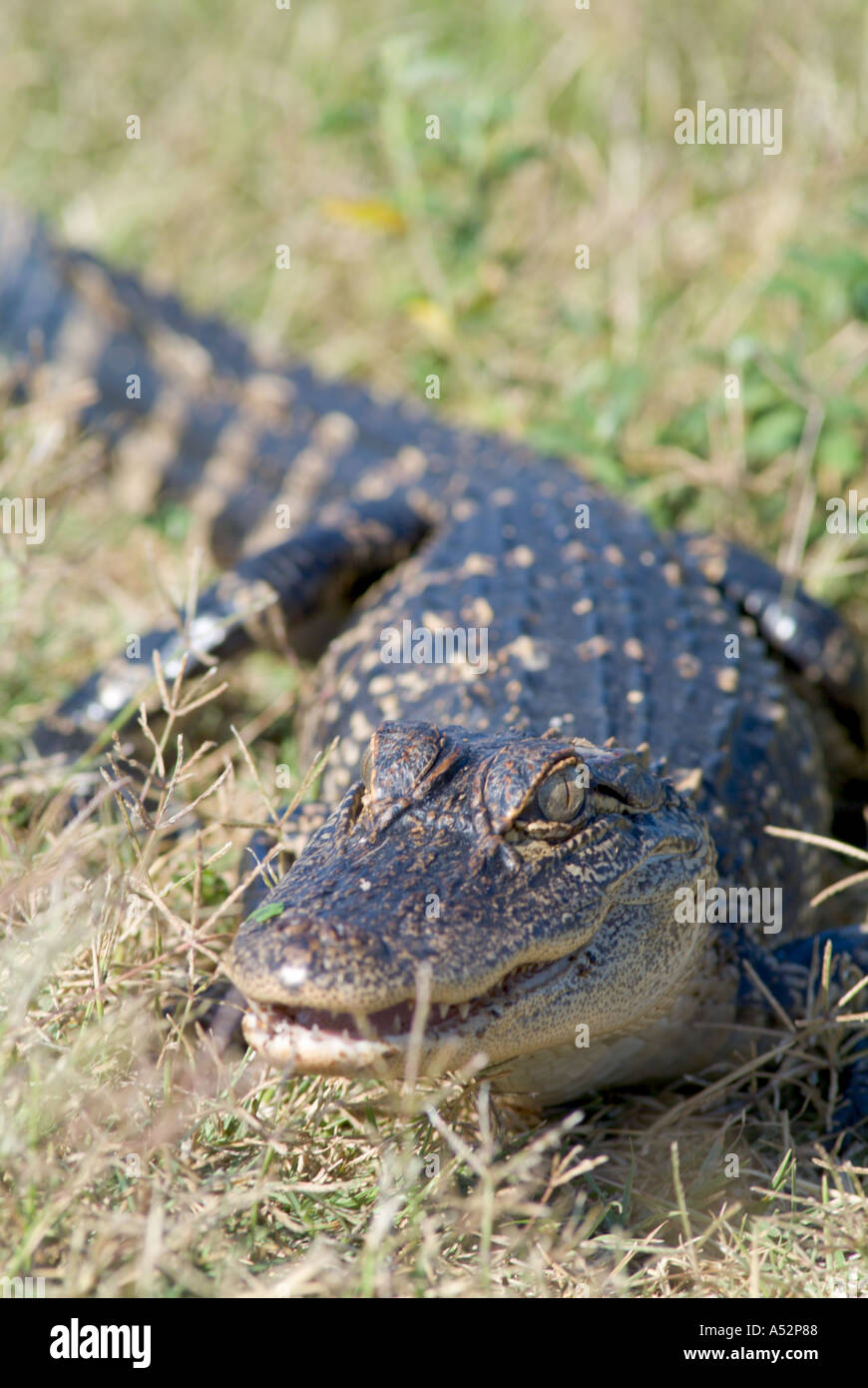 American alligator Alligator mississippiensis reptiles juvenile young ...