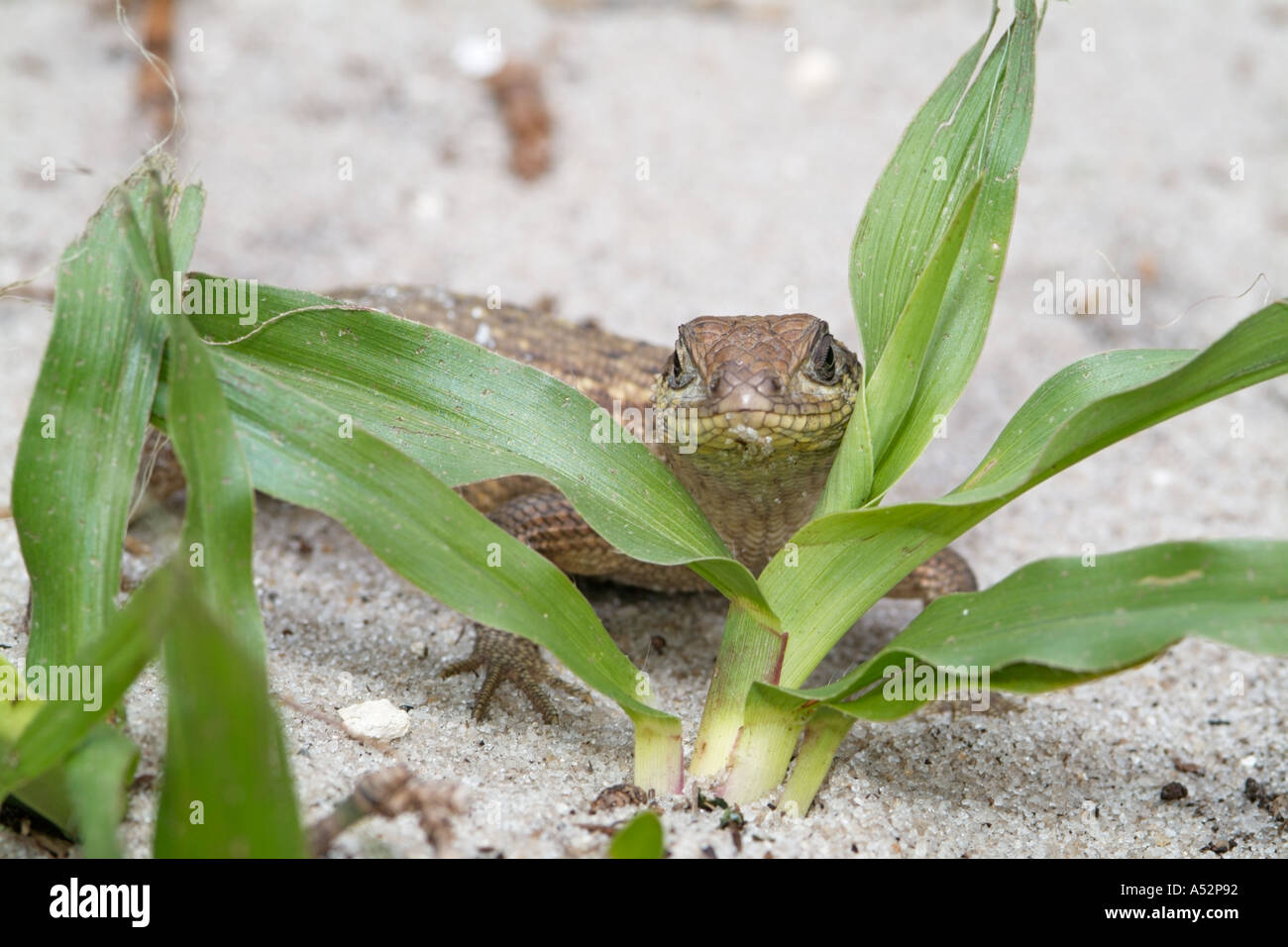 carinate curly Tailed Lizard Leiocephalus carinatus lizards reptiles ...