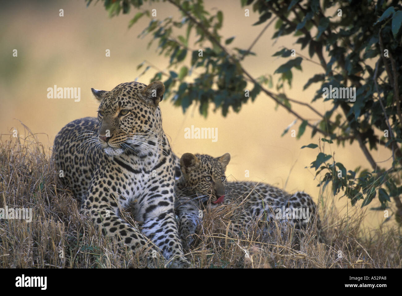 Africa Kenya Masai Mara Game Reserve Adult Female Leopard and six month ...