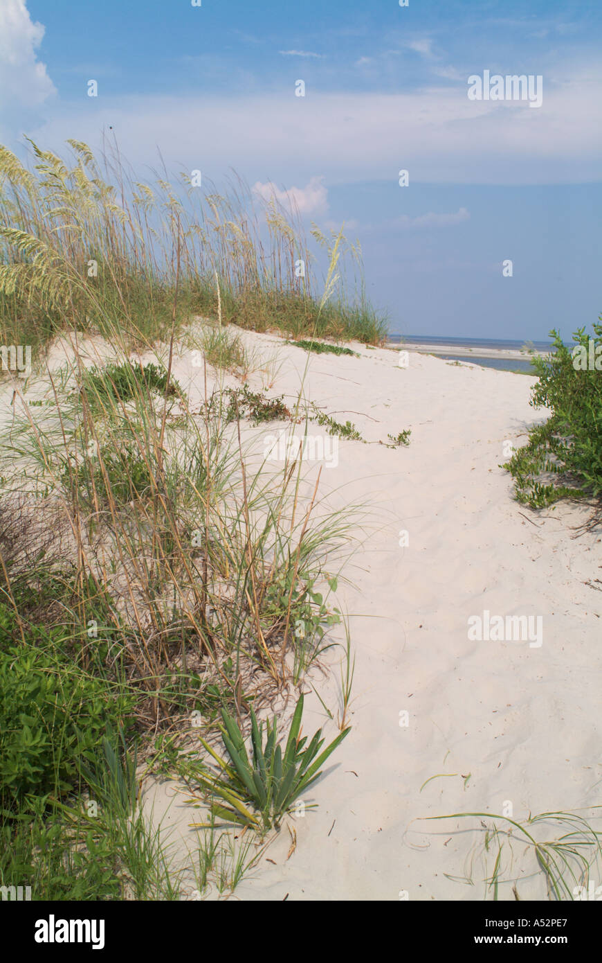 St Simons Island Georgia GA beach beaches sand dunes coastal sea oats ...