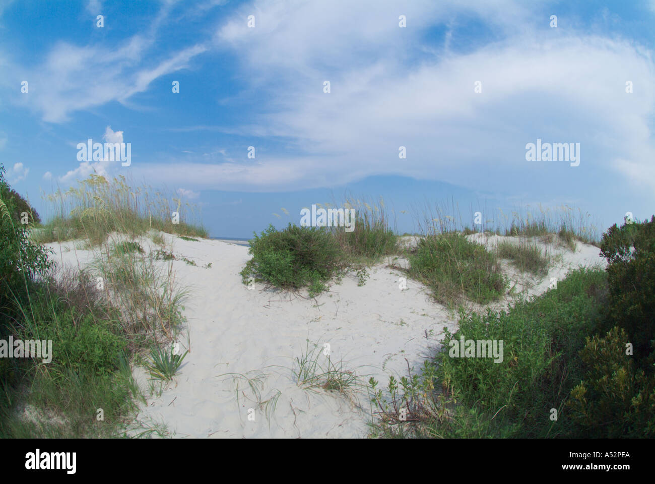 St Simons Island Georgia GA beach beaches sand dunes coastal sea oats ...