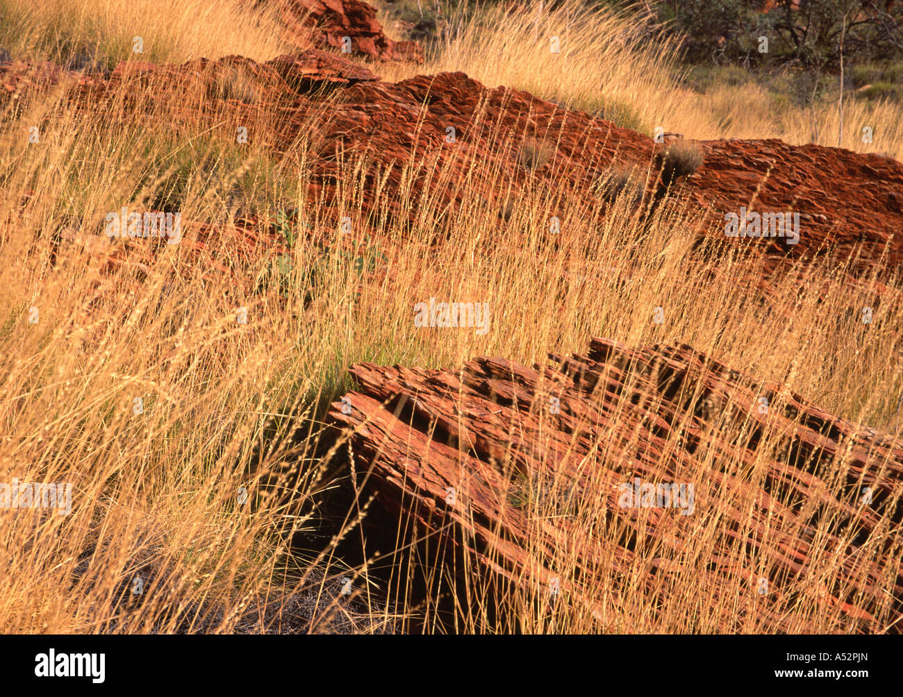 Spinifex Grass, Ormiston Gorge, Australia Stock Photo - Alamy