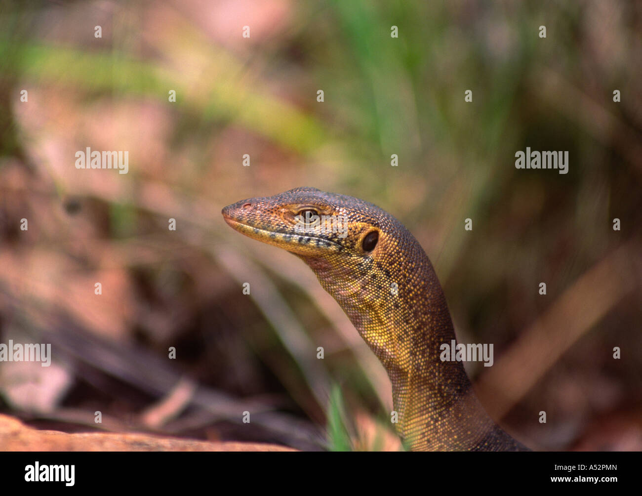 Lizard australia eyes large hi-res stock photography and images - Alamy