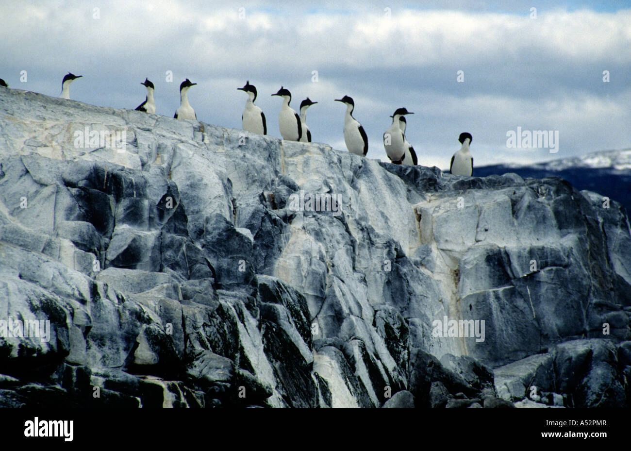 Argentina Sea Birds Patagonia Beagle Channel Stock Photo - Alamy
