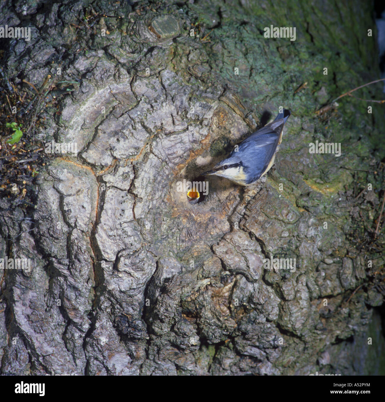 Nuthatch Sitta europaea At nest hole young demanding food Stock Photo ...
