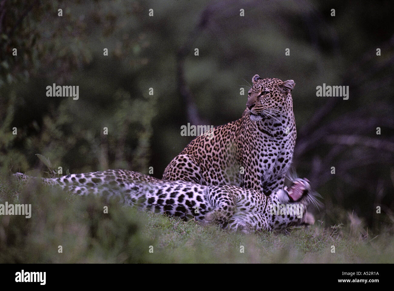 Male and female leopard hi-res stock photography and images - Alamy