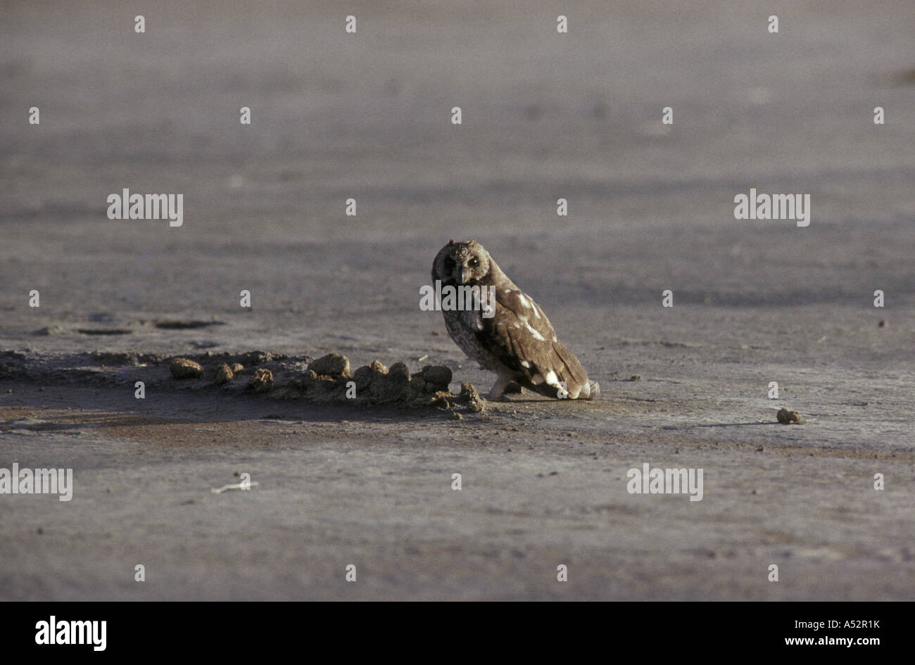 African Marsh Owl Asio capensis Stock Photo - Alamy
