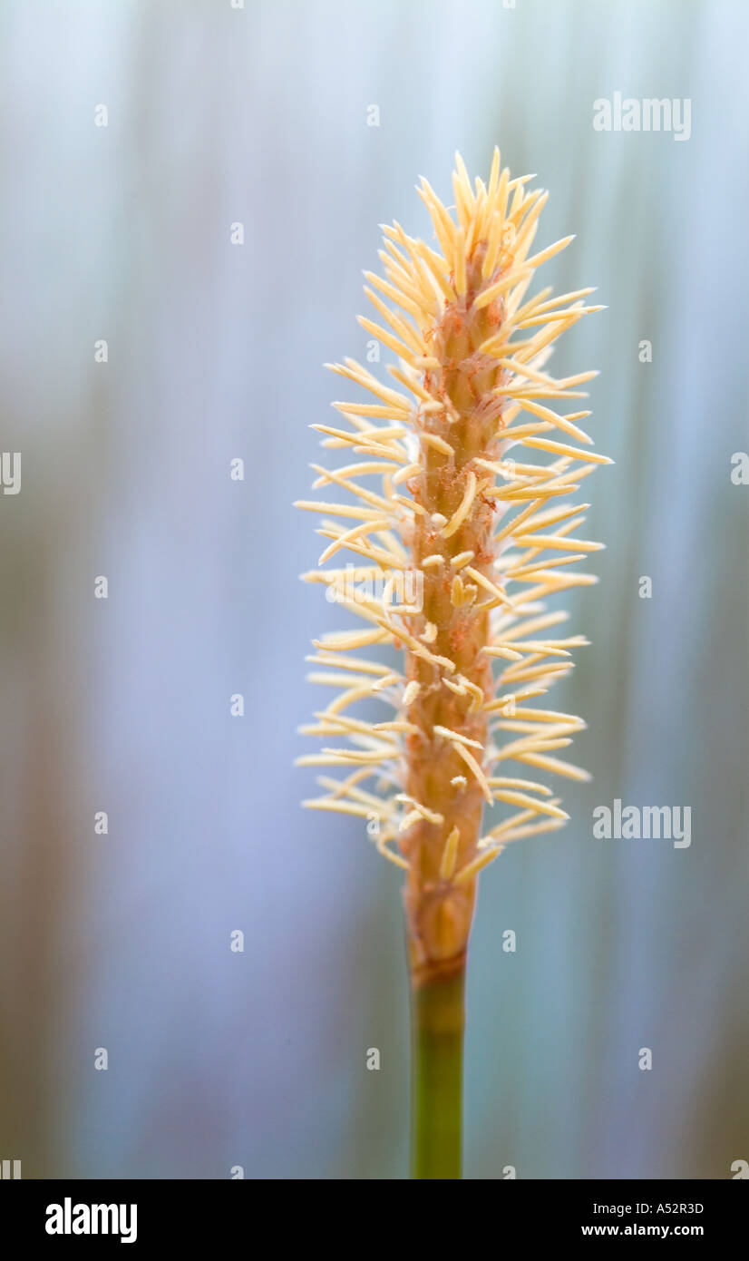 Spikerush hi-res stock photography and images - Alamy
