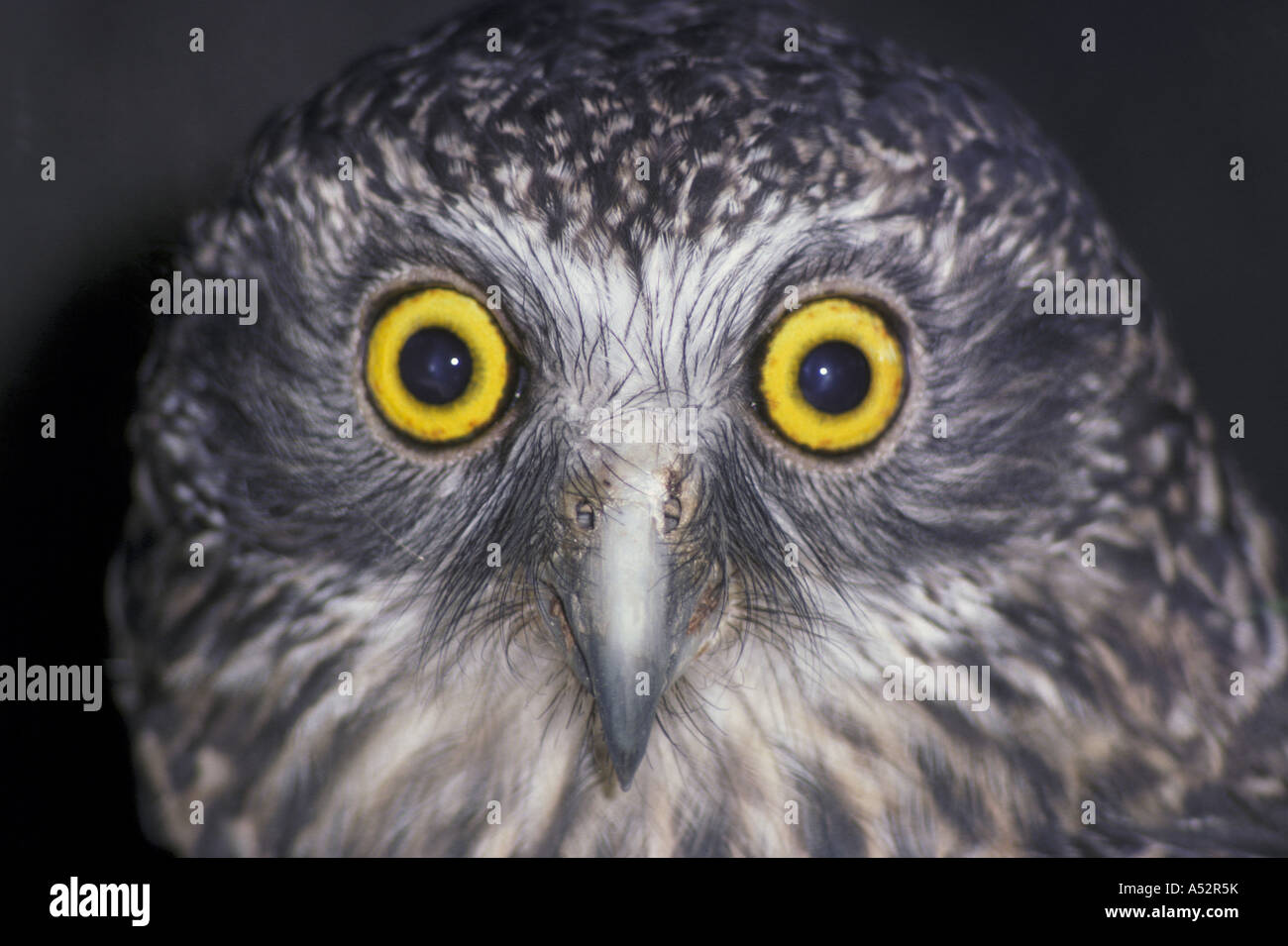 Powerful Owl Ninox strenua Close up of head Stock Photo - Alamy