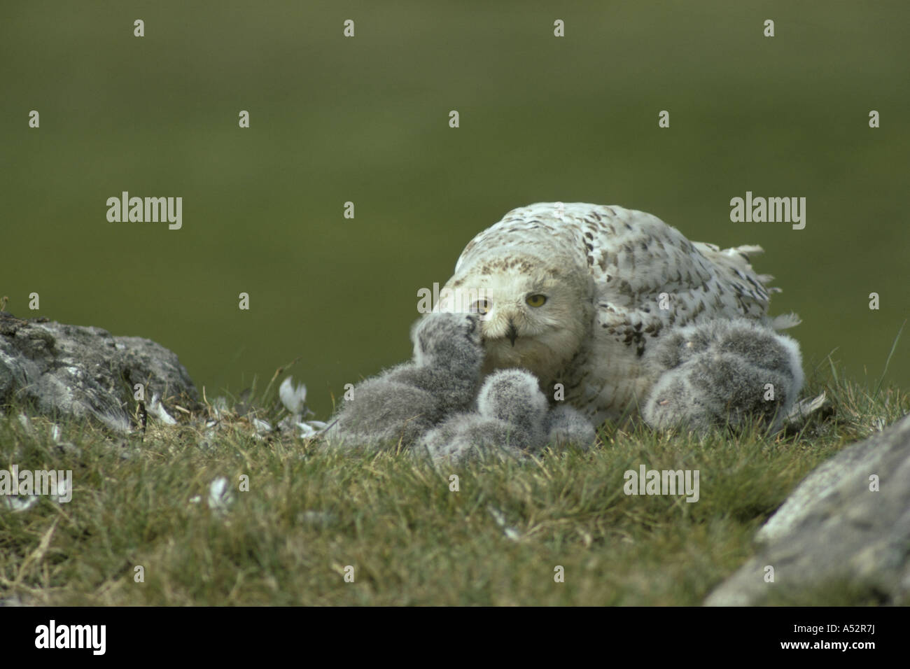 Snowy owls nest hi-res stock photography and images - Alamy