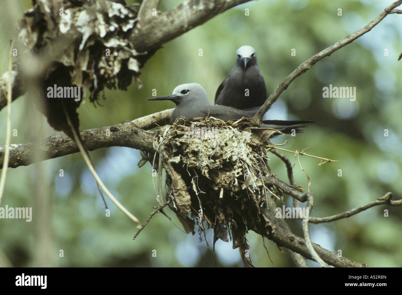 Lesser Noddy Anous tenuirostris Pair at nest Stock Photo - Alamy
