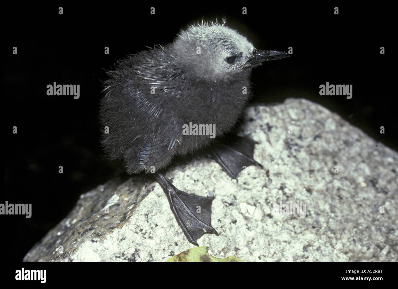 Lesser Noddy Anous tenuirostris Young fallen from nest Seychelles Stock ...