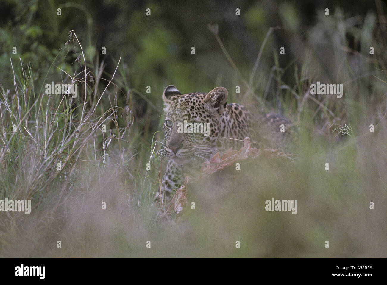 Adolescent leopard hi-res stock photography and images - Alamy