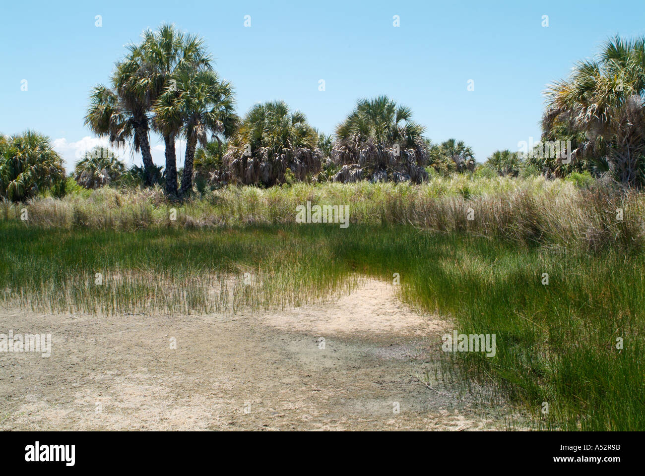 dry wetland area Pelican Island National Wildlife Refuge Stock Photo ...
