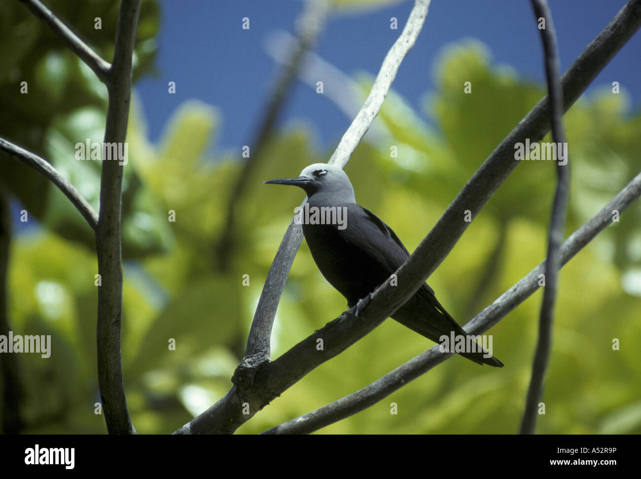 Lesser Noddy Anous tenuirostris Stock Photo - Alamy