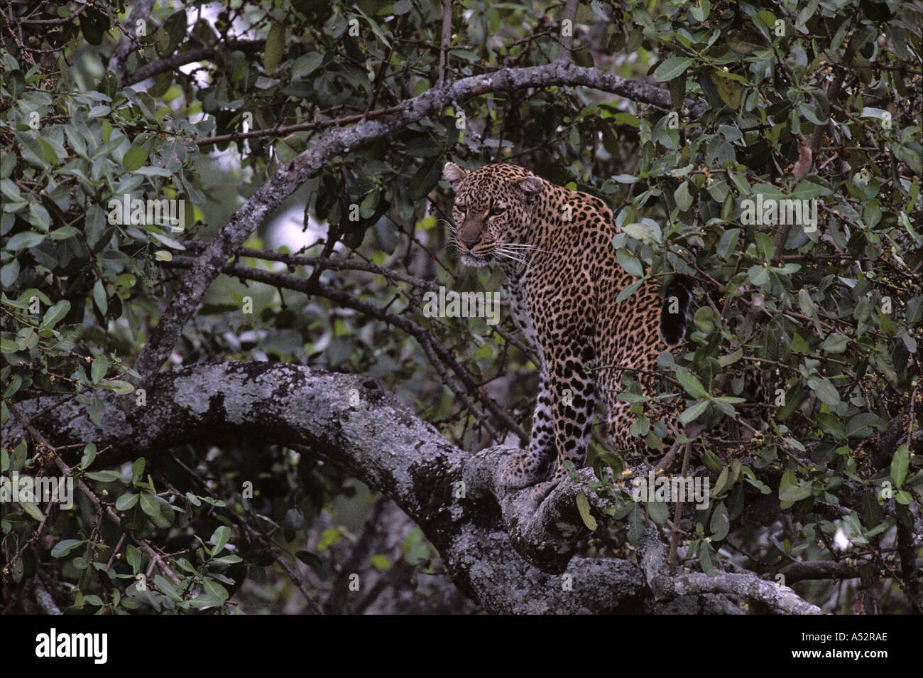 Leopard panthera pardus surveys hi-res stock photography and images - Alamy