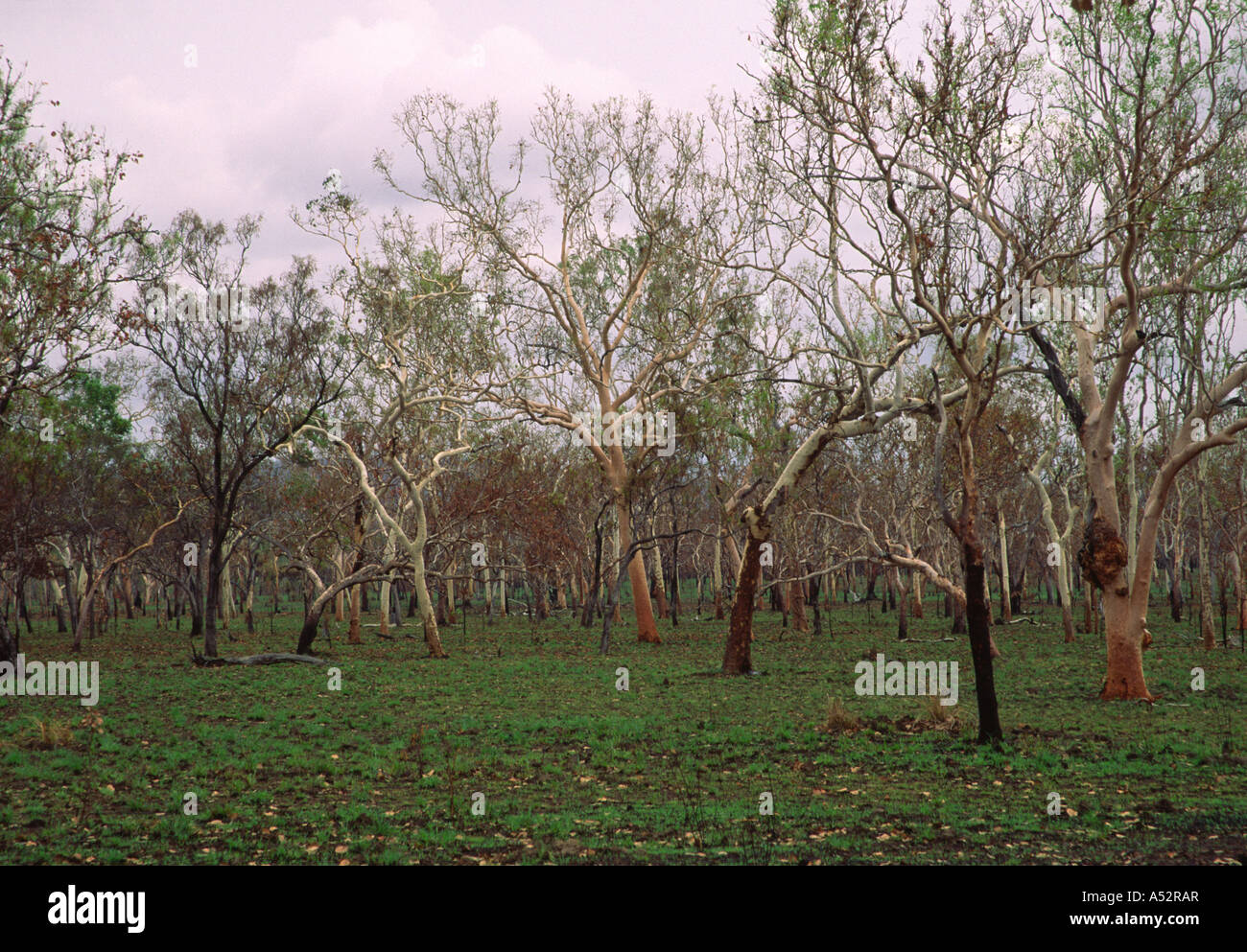 Kakadu New Growth Forest, Australia Stock Photo - Alamy