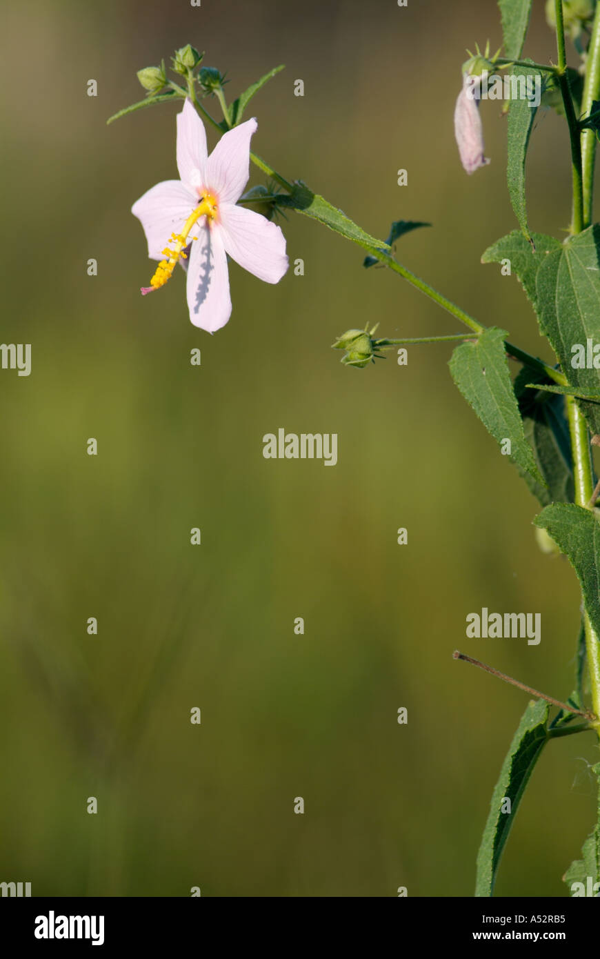 salt marsh mallow Kosteletzkya virginica wildflower flowers Stock Photo ...