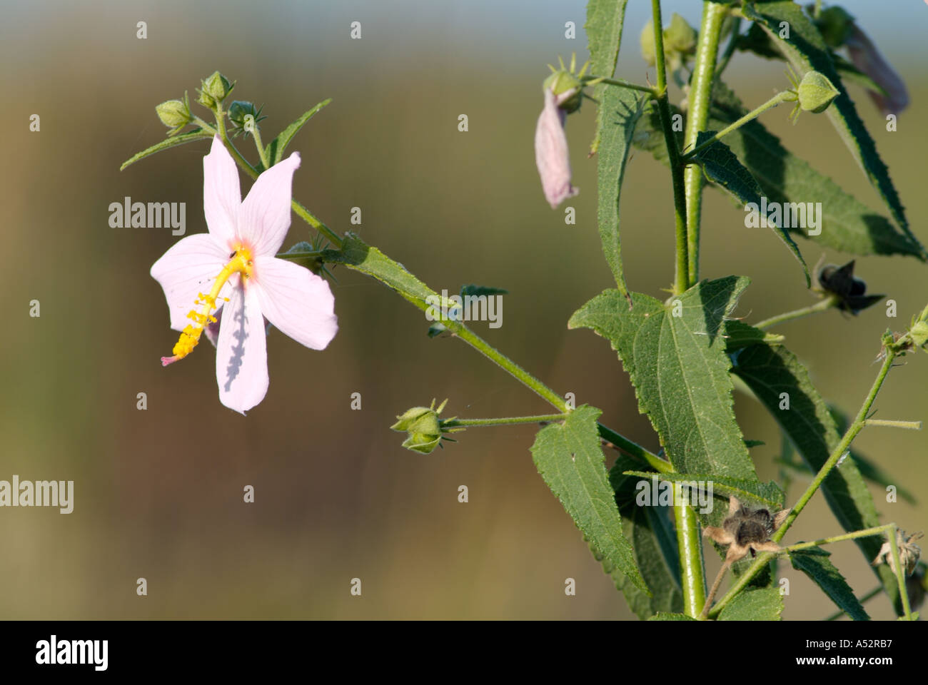 salt marsh mallow Kosteletzkya virginica wildflower flowers Stock Photo ...