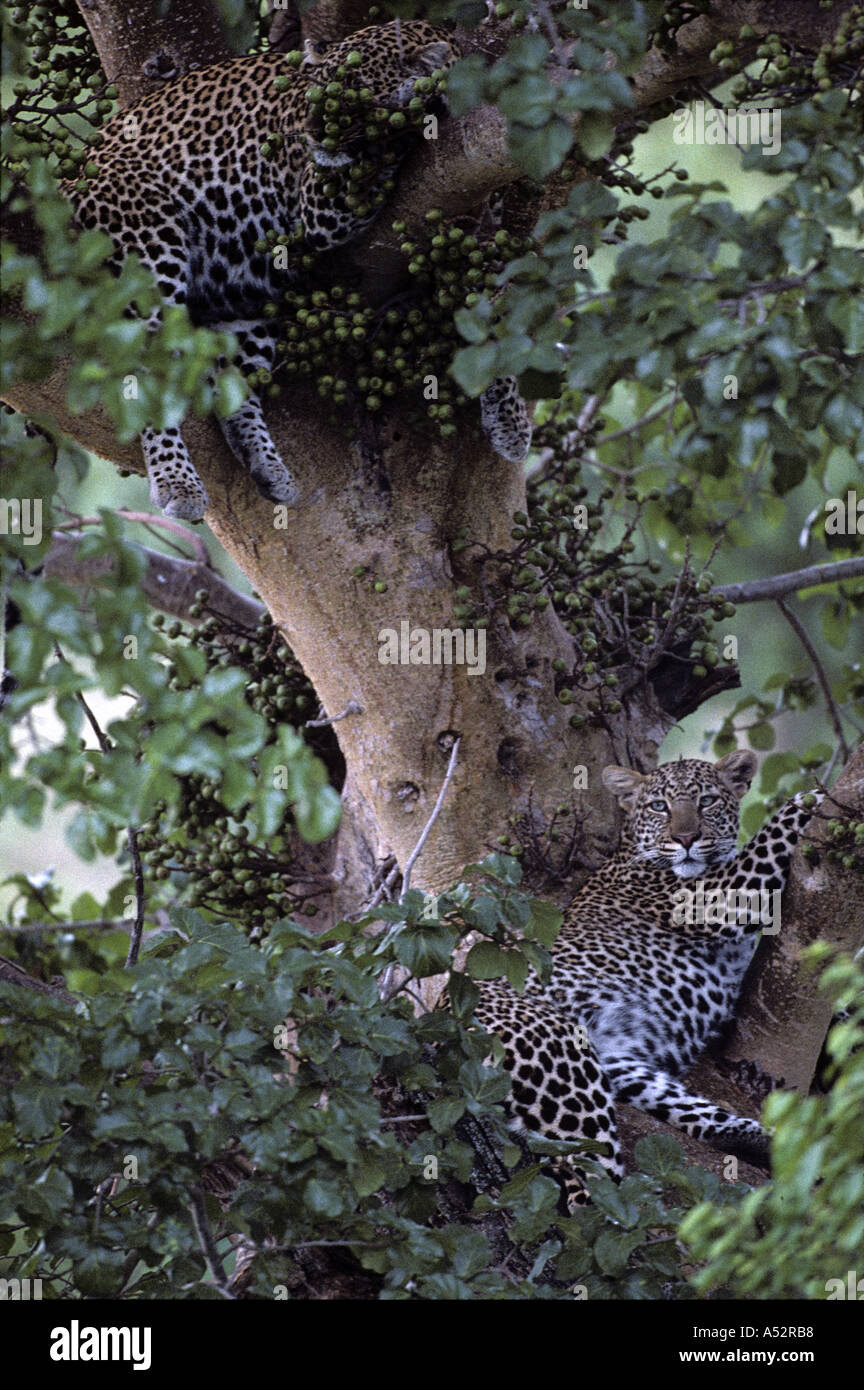 Adolescent leopard hi-res stock photography and images - Alamy