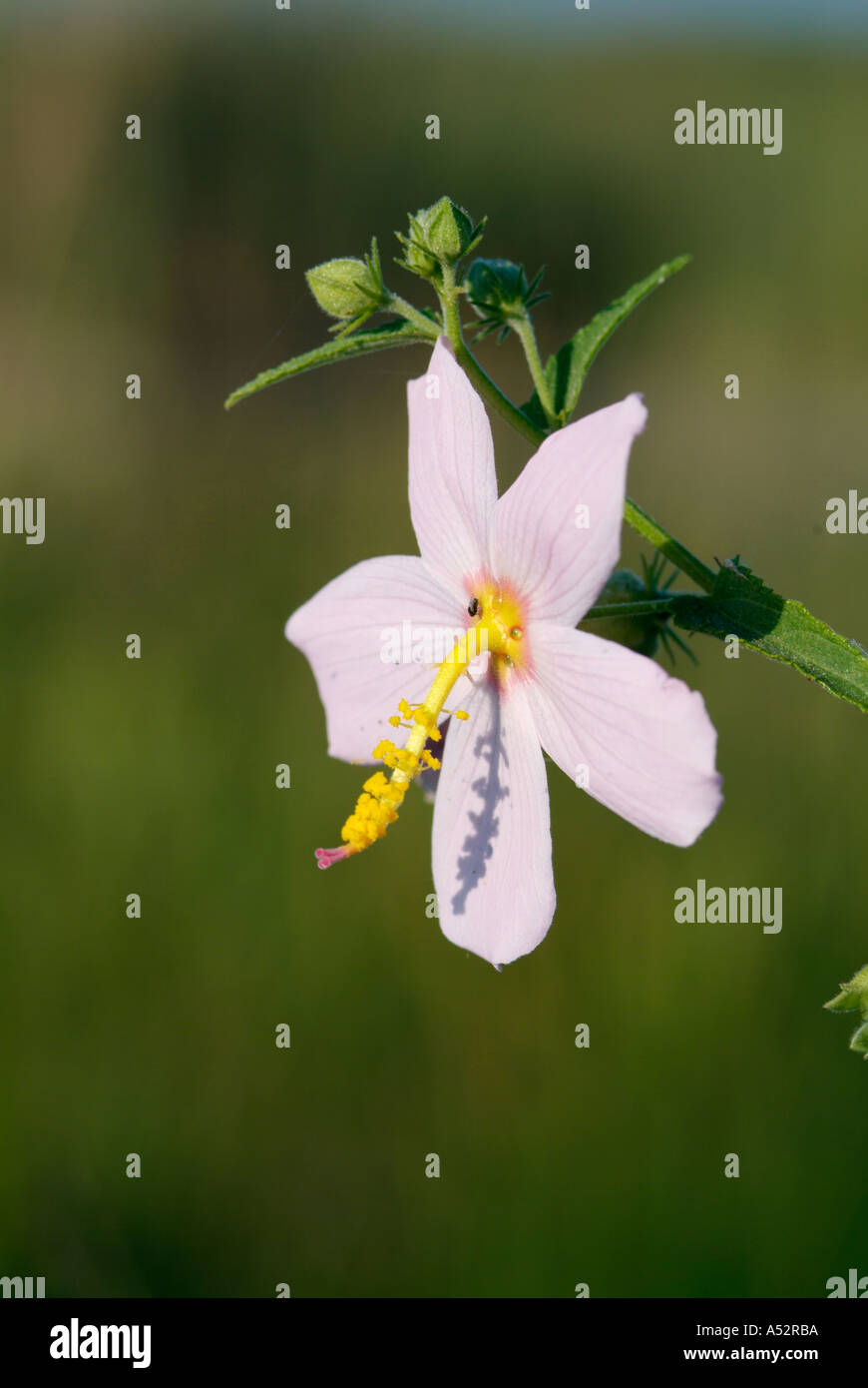 salt marsh mallow Kosteletzkya virginica wildflower flowers Stock Photo ...