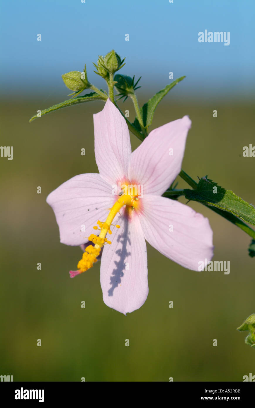 salt marsh mallow Kosteletzkya virginica wildflower flowers Stock Photo ...