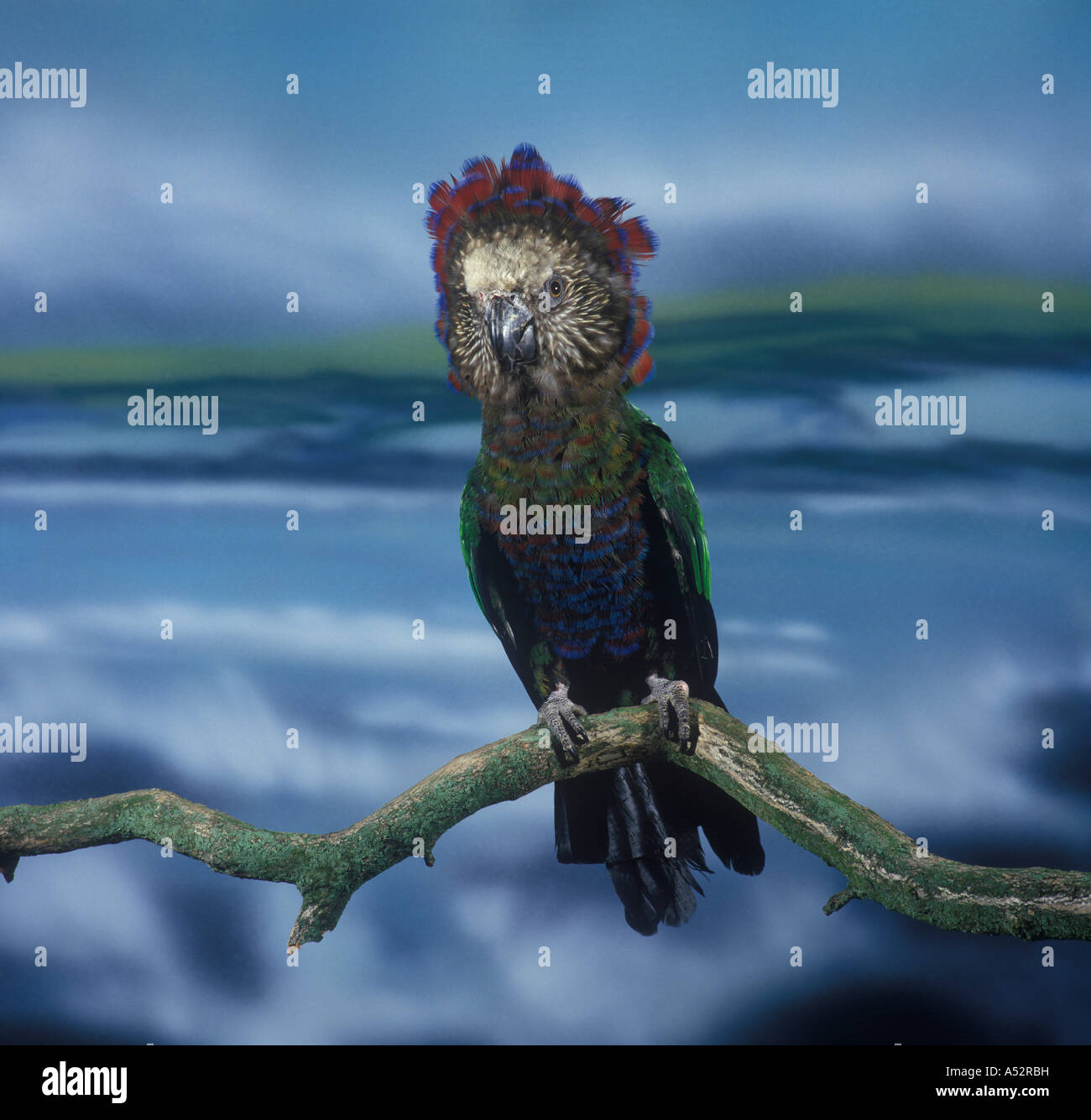 Hawk Headed Parrot Deroptyus accipitrinus Stock Photo - Alamy