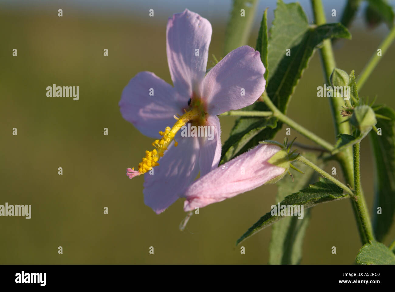 salt marsh mallow Kosteletzkya virginica wildflower flowers Stock Photo ...