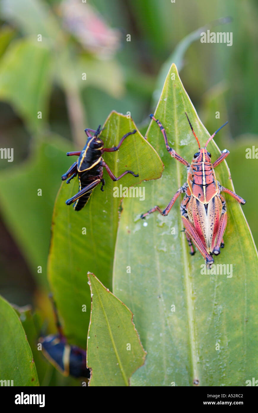 Southeastern Lubber Grasshopper Romalea guttata R microptera ...