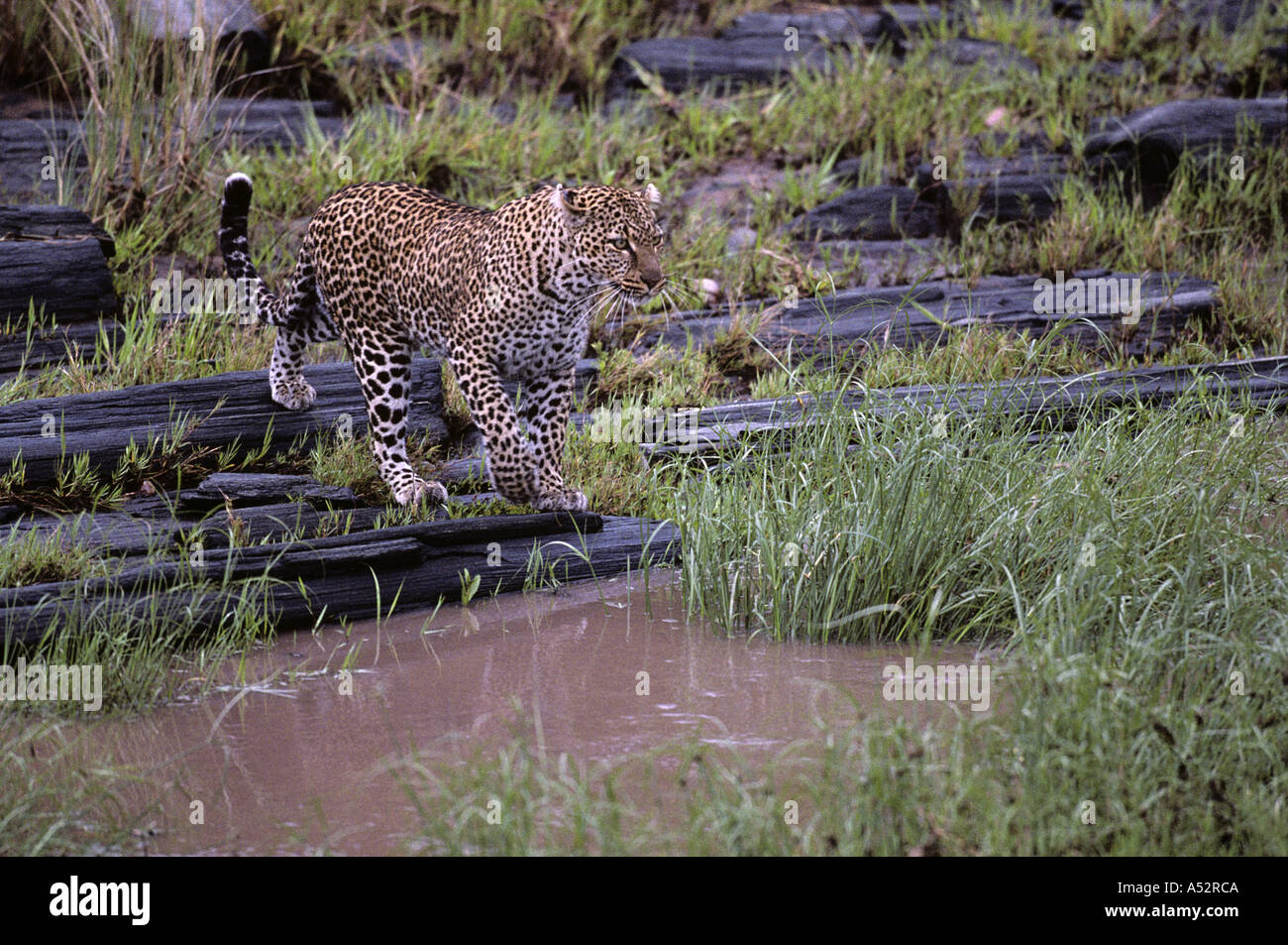 Adolescent leopard hi-res stock photography and images - Alamy