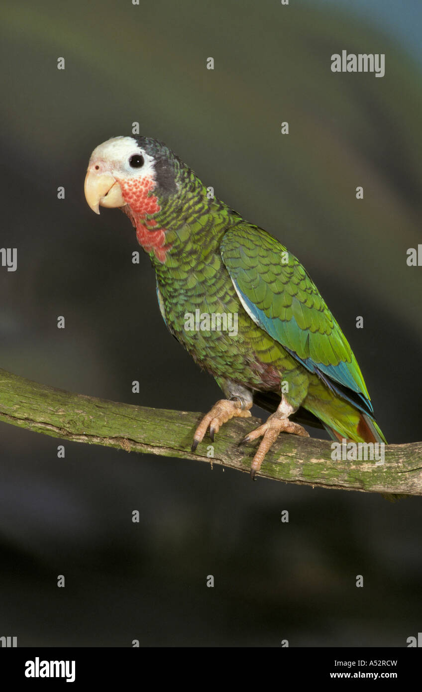 Cuban Amazon Parrot Amazona leucocephala Stock Photo - Alamy